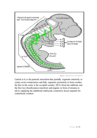 Branchial arch and develpment of the palate | DOCX