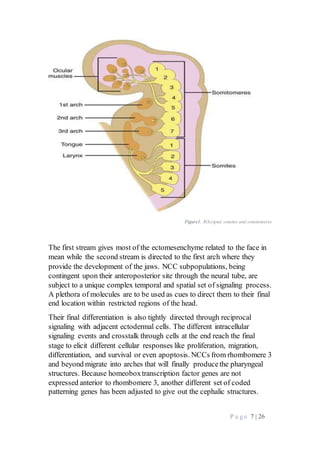 Branchial arch and develpment of the palate | DOCX