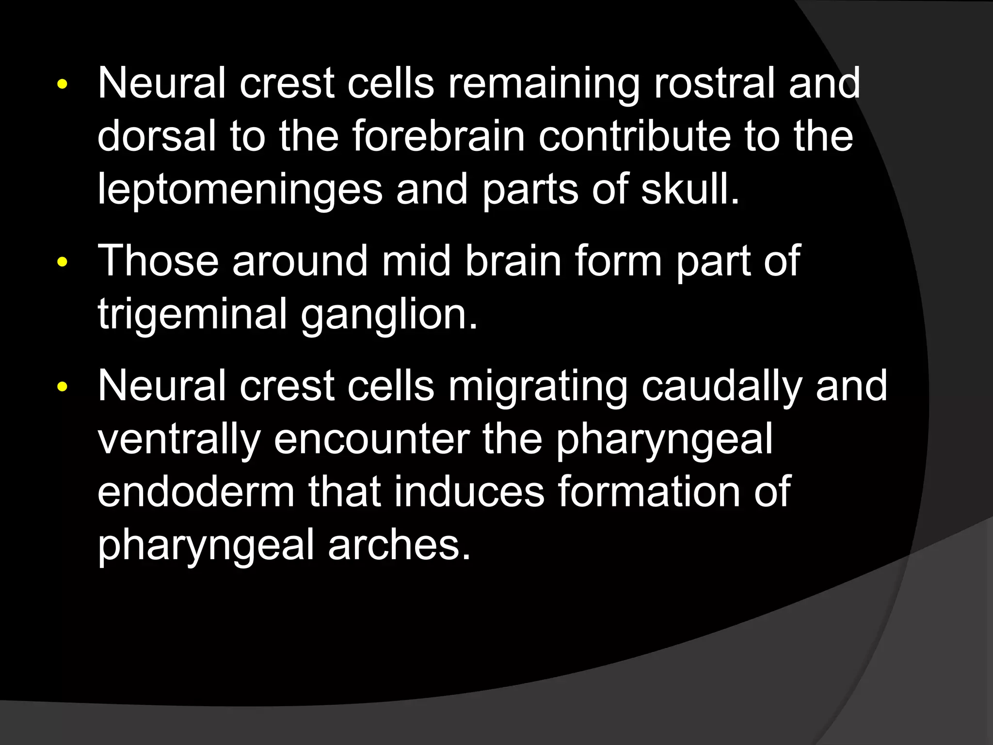 Branchial arches | PPTX