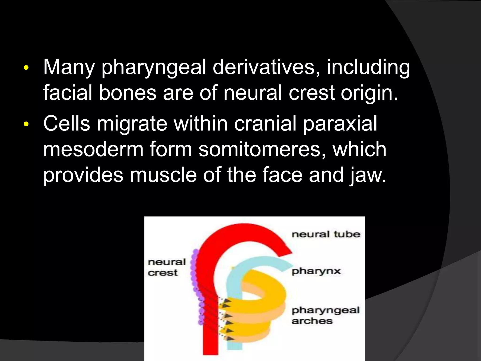 Branchial arches | PPTX