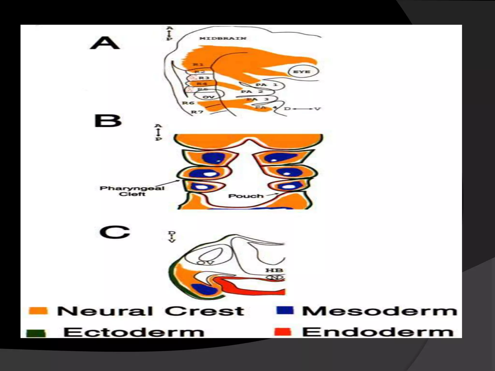 Branchial arches | PPTX