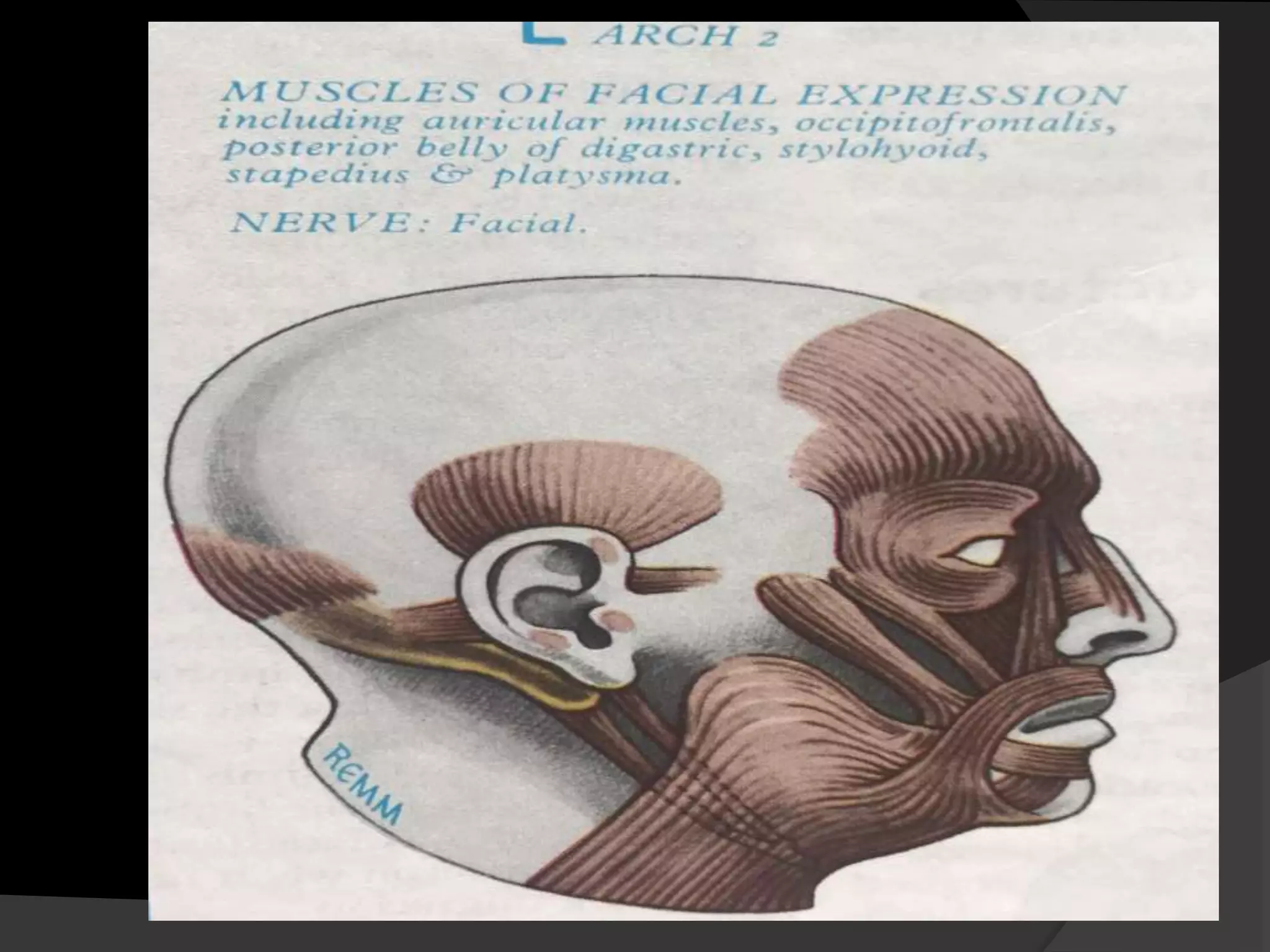 Branchial arches | PPTX
