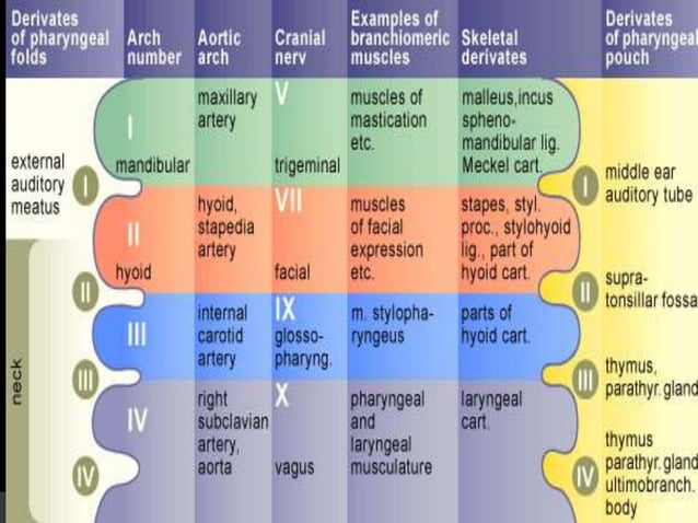 Branchial arches | PPTX