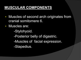 Branchial arches | PPTX
