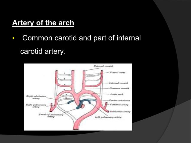 Branchial arches | PPTX
