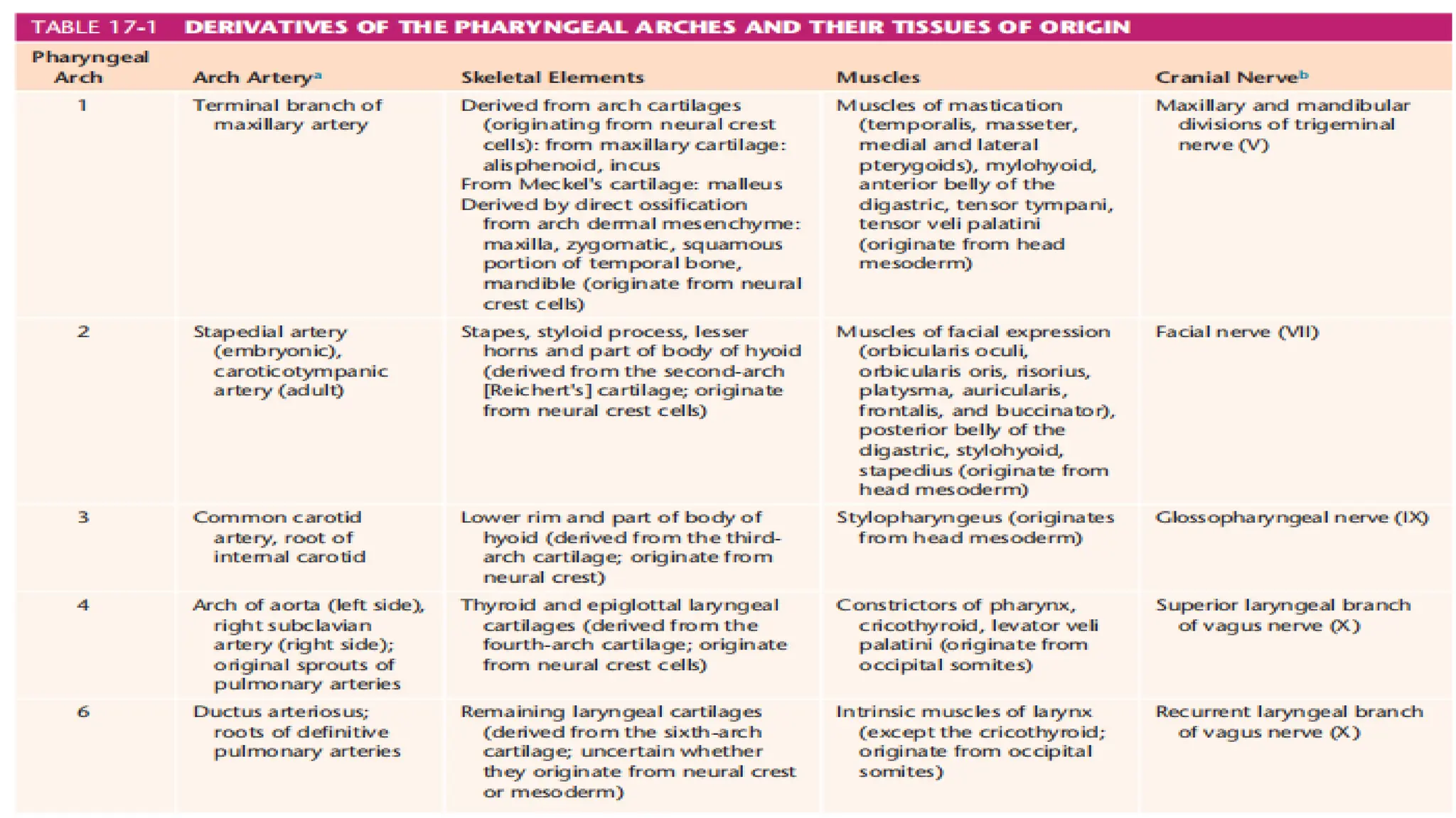 BRANCHIAL ARCHES ppt anatomy embryology slide share | PPTX