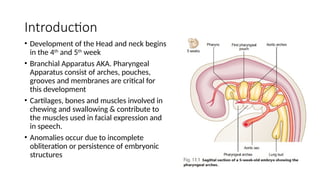 Approach to anomalies of Branchial Maldevelopment Lecture 2.pptx