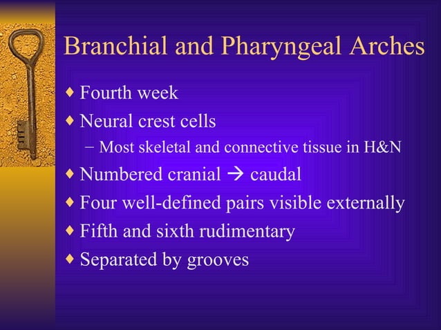 Branchial pharyngeal arches_concise | PPT | Ear, Nose and Throat ...