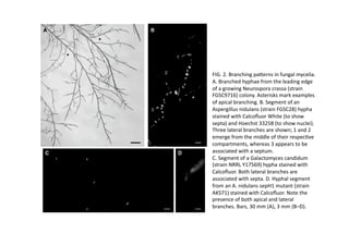 Branching of fungal hyphae | PPT