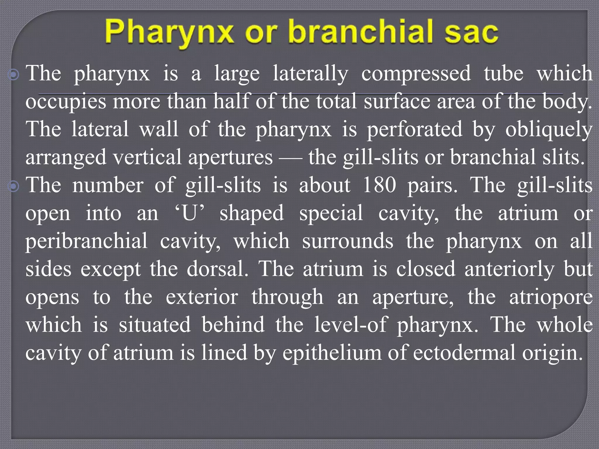 Branchiostoma.pptx