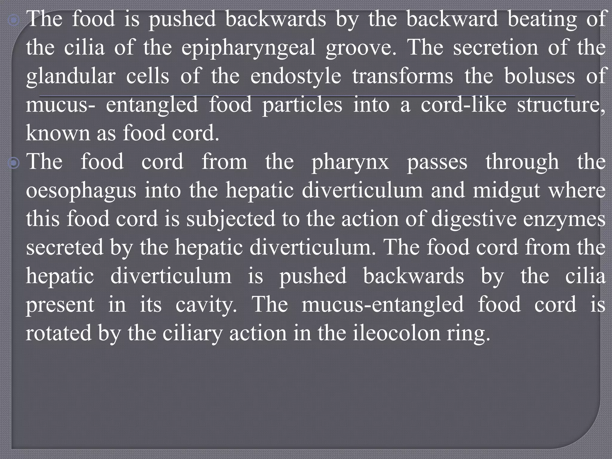 Branchiostoma.pptx