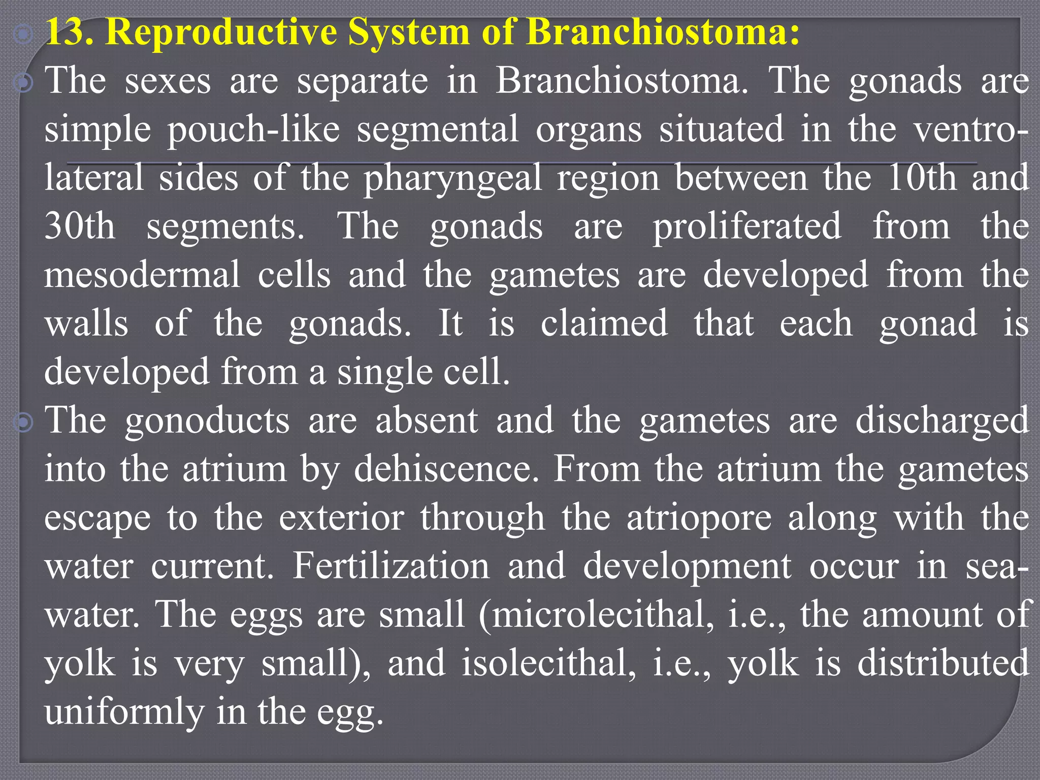 Branchiostoma.pptx