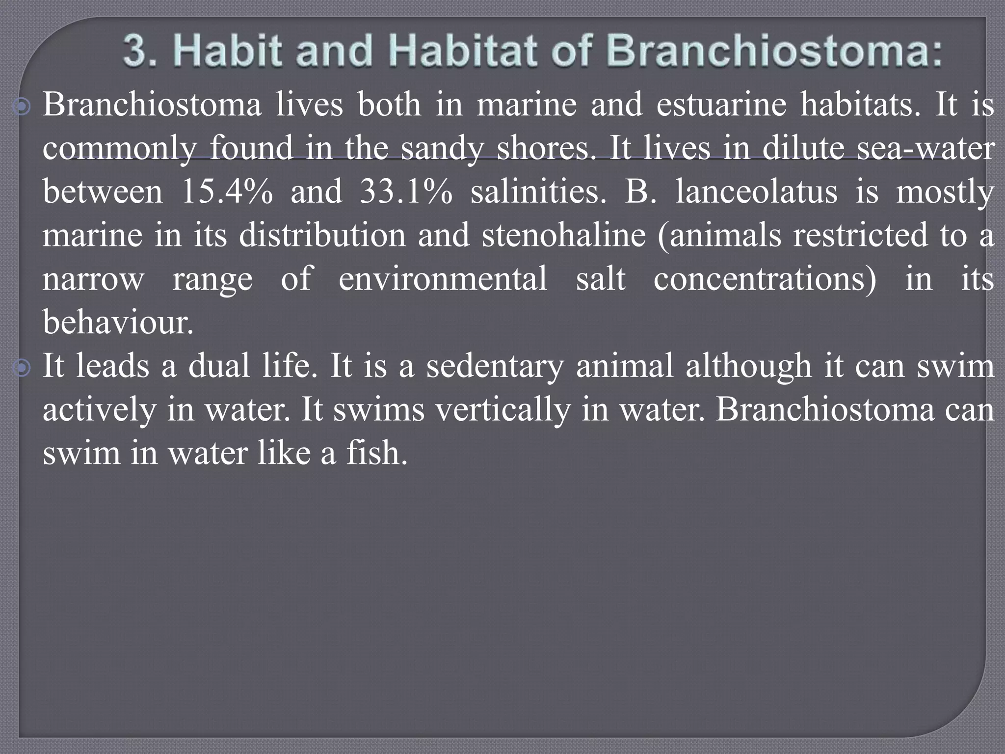 Branchiostoma.pptx