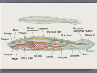 Branchiostoma Diagram