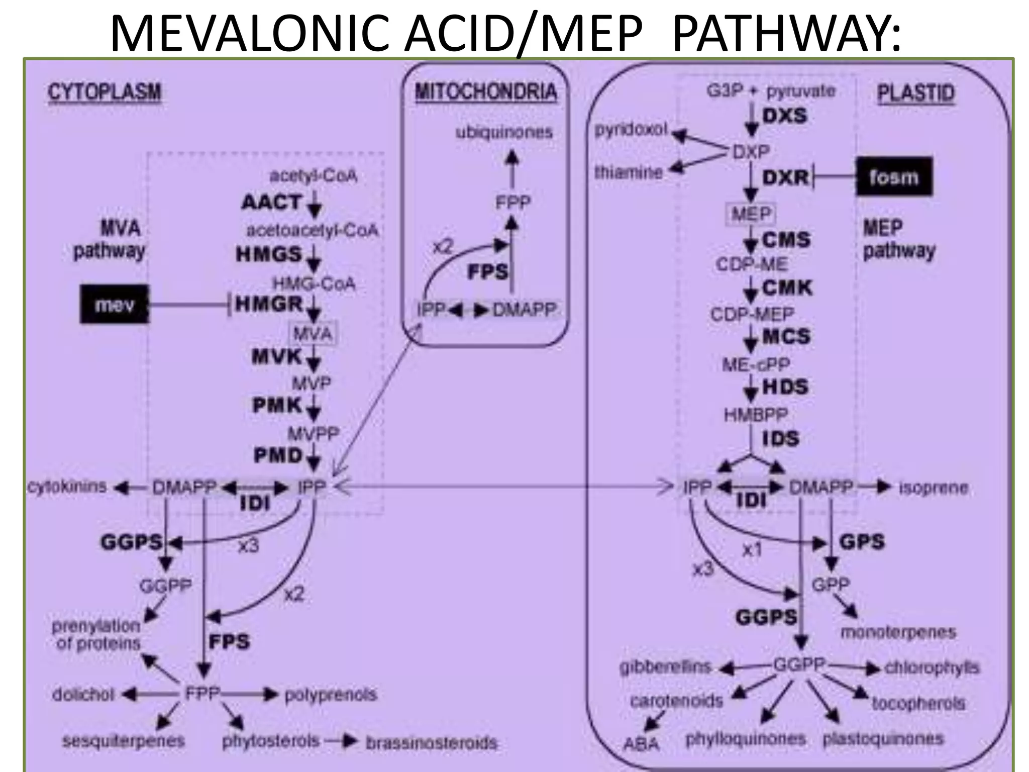 Branch point enzymes,(Phenylalanine Ammonium lyase):Shikkimic acid ...
