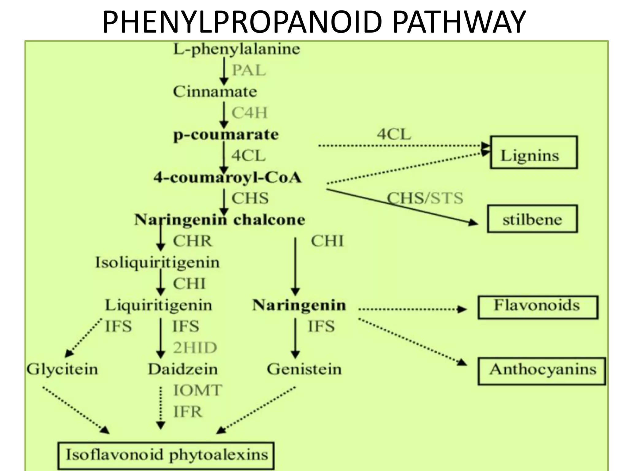 Branch point enzymes,(Phenylalanine Ammonium lyase):Shikkimic acid pathwayCHALCONE SYNTHASE ...