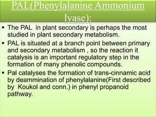 Branch point enzymes,(Phenylalanine Ammonium lyase):Shikkimic acid ...