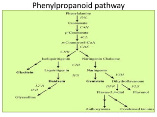 Branch point enzymes,(Phenylalanine Ammonium lyase):Shikkimic acid ...
