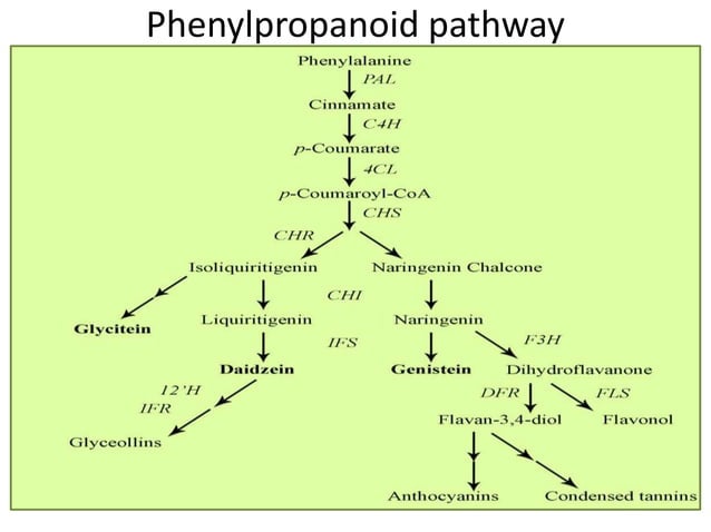 Branch point enzymes,(Phenylalanine Ammonium lyase):Shikkimic acid ...