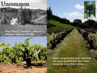 Seghesio Brand Presentation | PPT