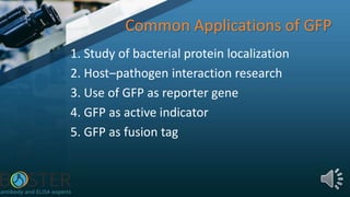 Immunofluorescence (IF) Glossary | PPT