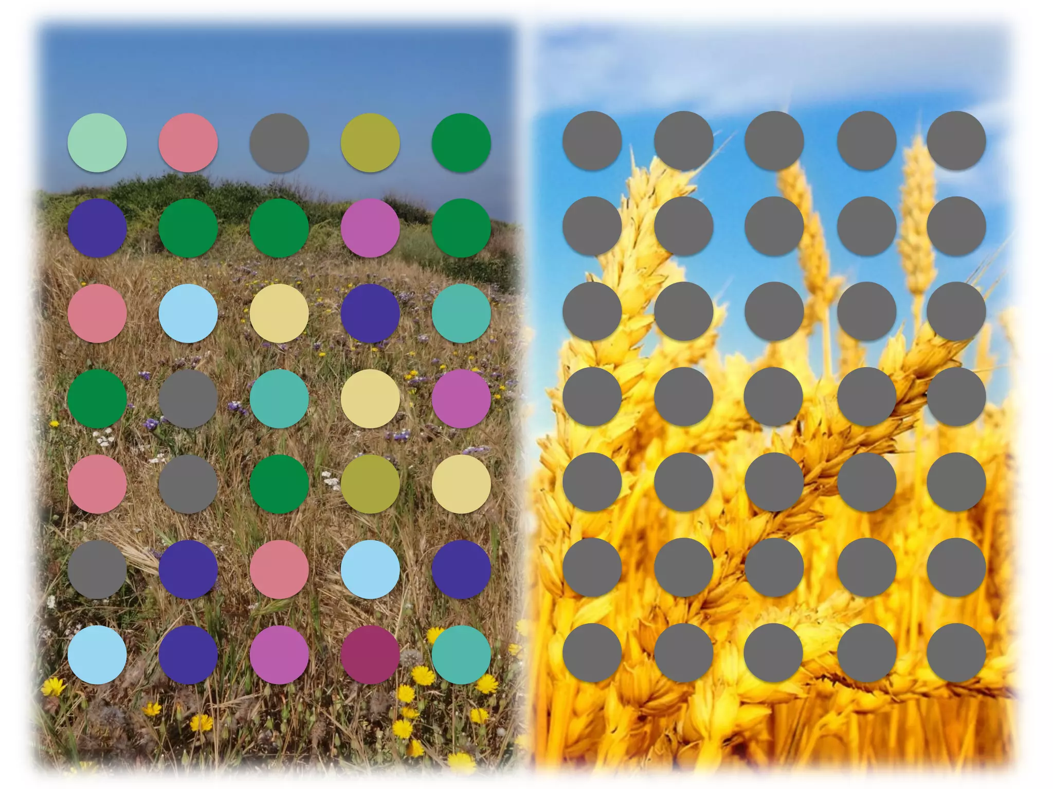 Rapid Gene Cloning In Plants | PDF