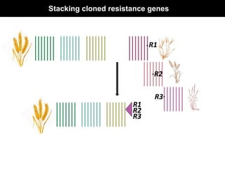 Rapid Gene Cloning In Plants | PDF