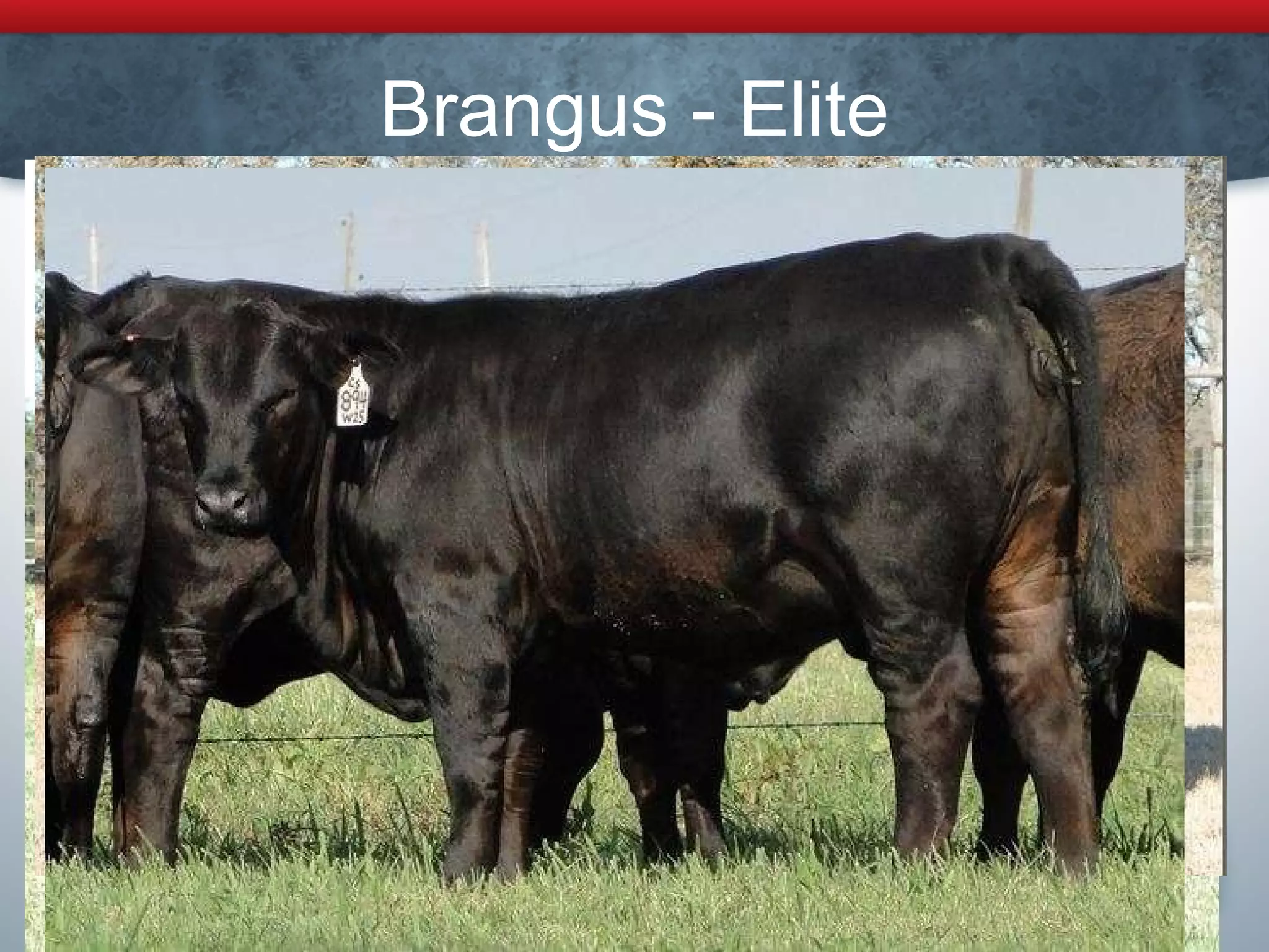 Brangus photos | PPT