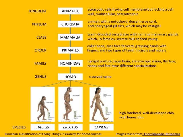 Realizing the Full Potential of Taxonomies by Branka Kosovac