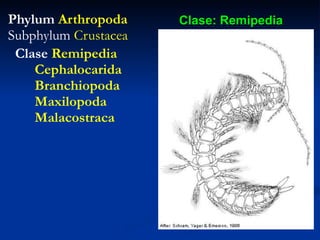 Subphylum Crustacea: Clase Branchiopoda Laboratorio | PDF