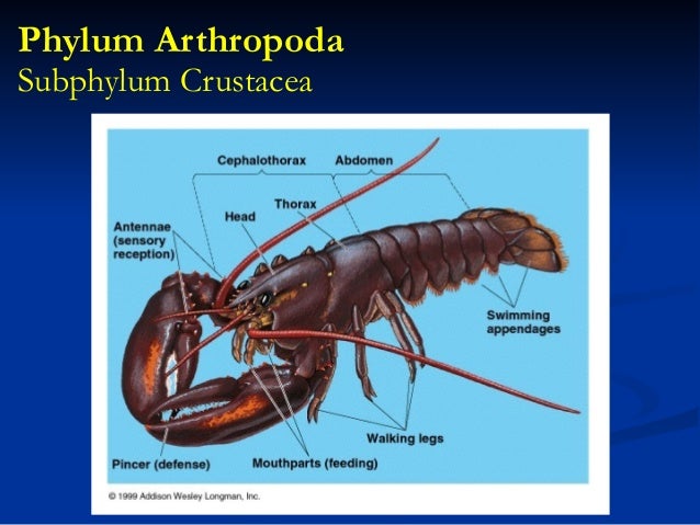 Subphylum Crustacea: Clase Branchiopoda Laboratorio