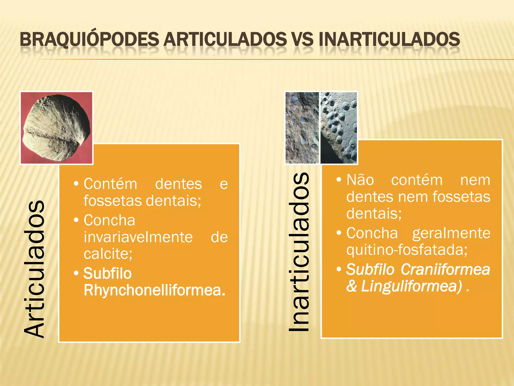 Braquiópodes, Paleontologia. Biologia, Geologia