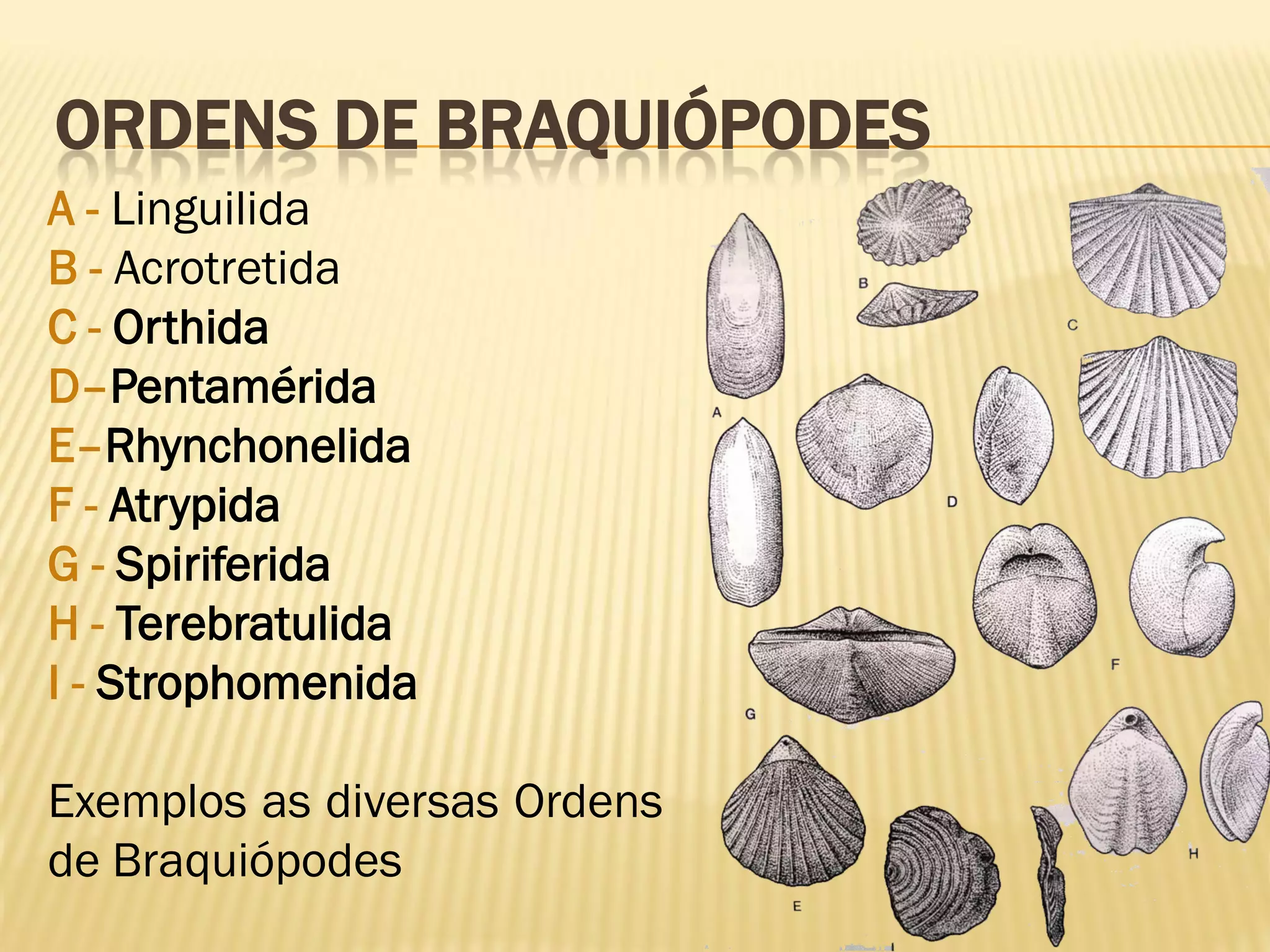Braquiópodes, Paleontologia. Biologia, Geologia