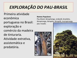 Brasil pré colonial (1500-1530).ppt
