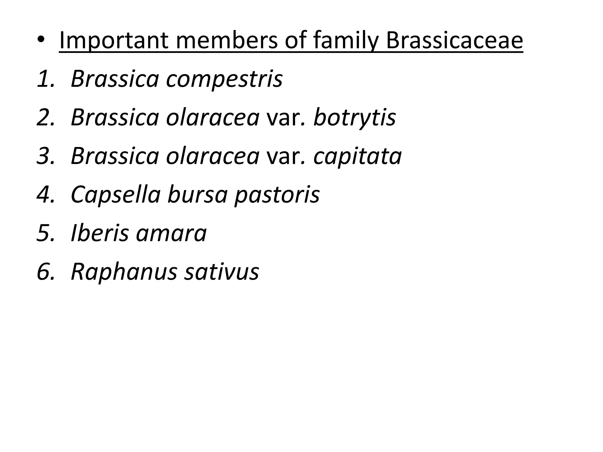 Brassicaceae | PPTX