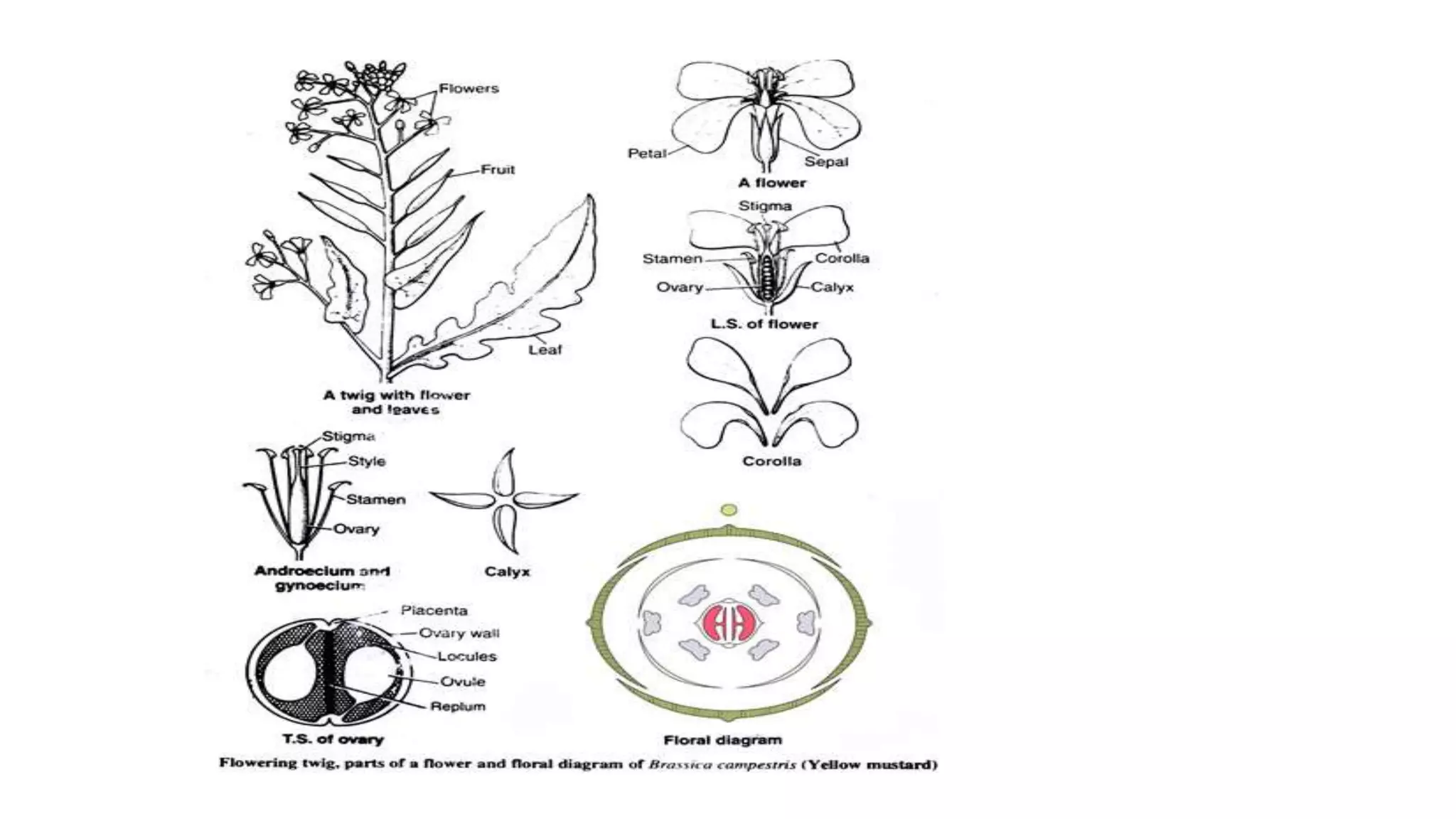 Brassicaceae | PPTX
