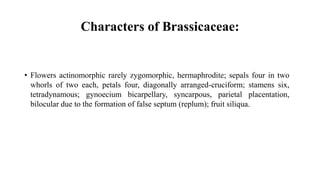 Brassicaceae | PPTX