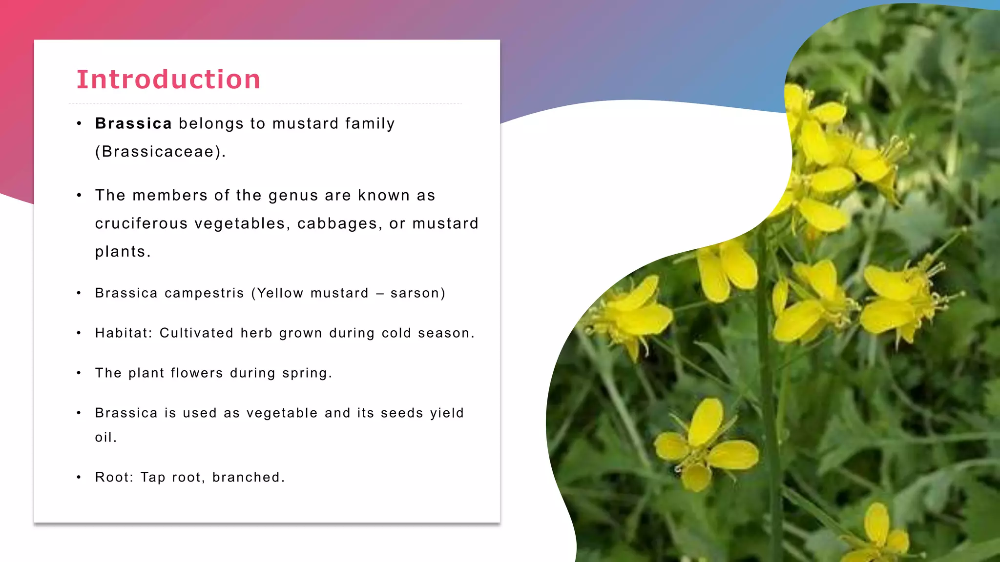Brassicaceae family (BRASSICACEAE) | PPTX