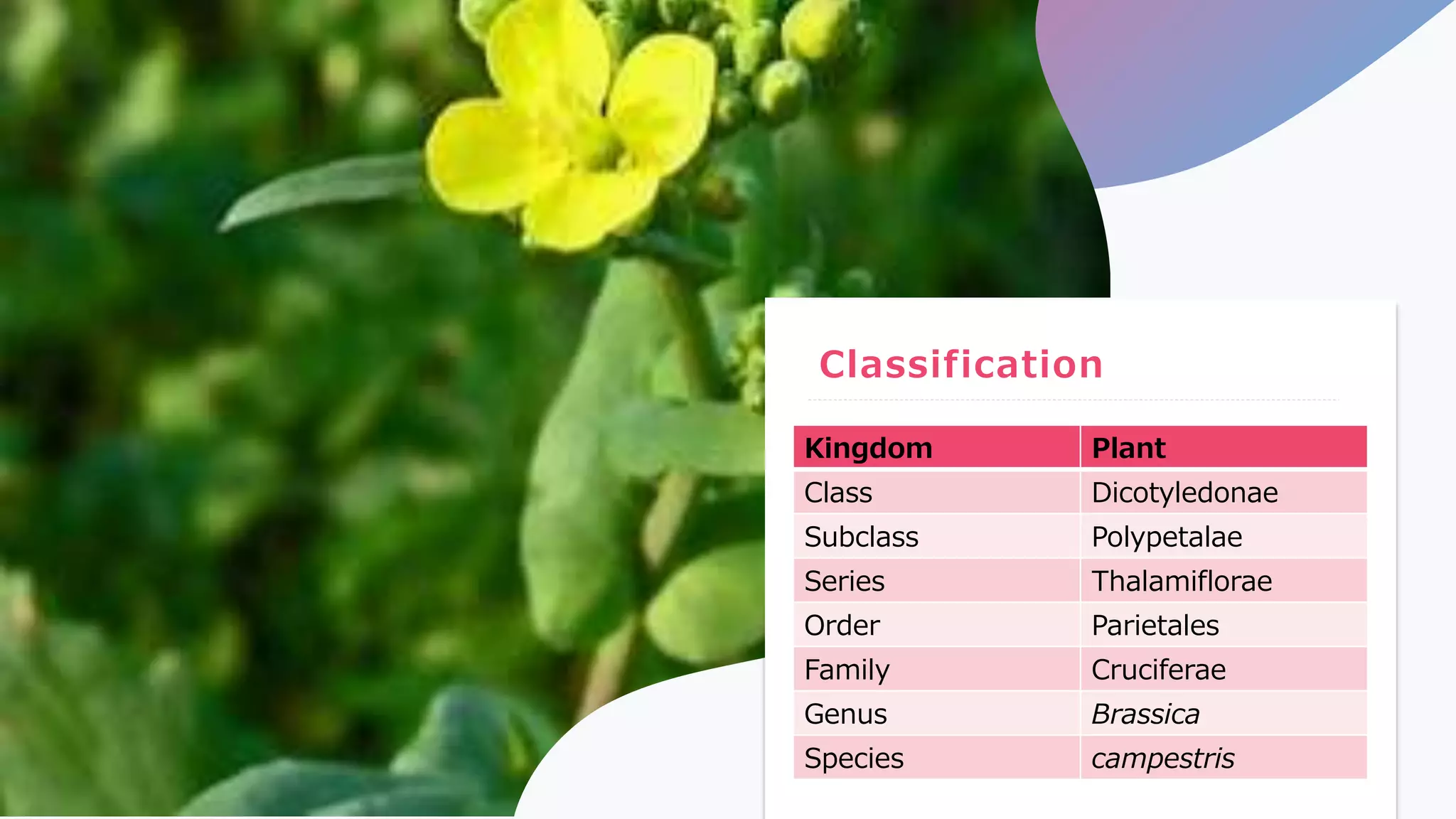 Brassicaceae family (BRASSICACEAE) | PPTX