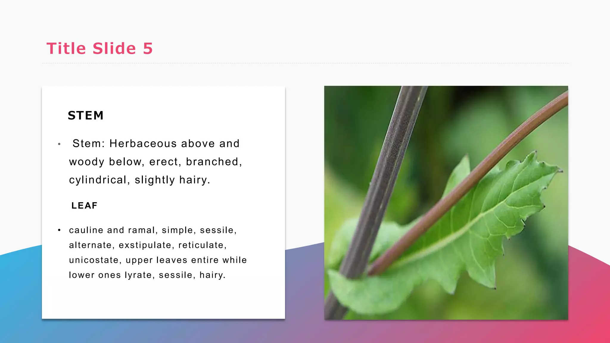 Brassicaceae family (BRASSICACEAE) | PPTX