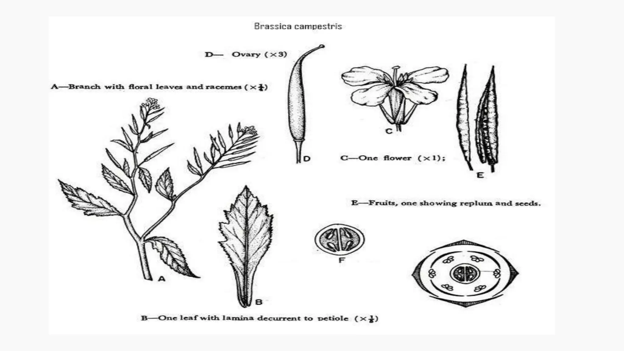 Brassicaceae family (BRASSICACEAE) | PPTX
