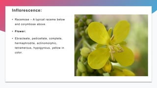 Brassicaceae family (BRASSICACEAE) | PPTX