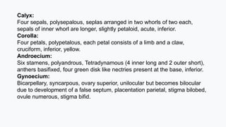Brassicaceae family (BRASSICACEAE) | PPTX