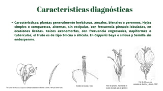 Brassicaceae, seminario.pdf