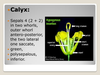 Brassica family | PDF