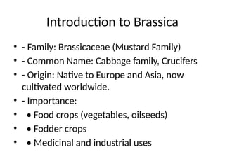 Brassica_Presentationjnfjdcdcdbcdcd.pptx