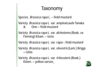 Brassica print | PDF