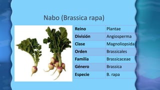 Nabo por Erika Rivera | PPTX