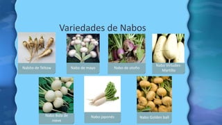 Nabo por Erika Rivera | PPTX