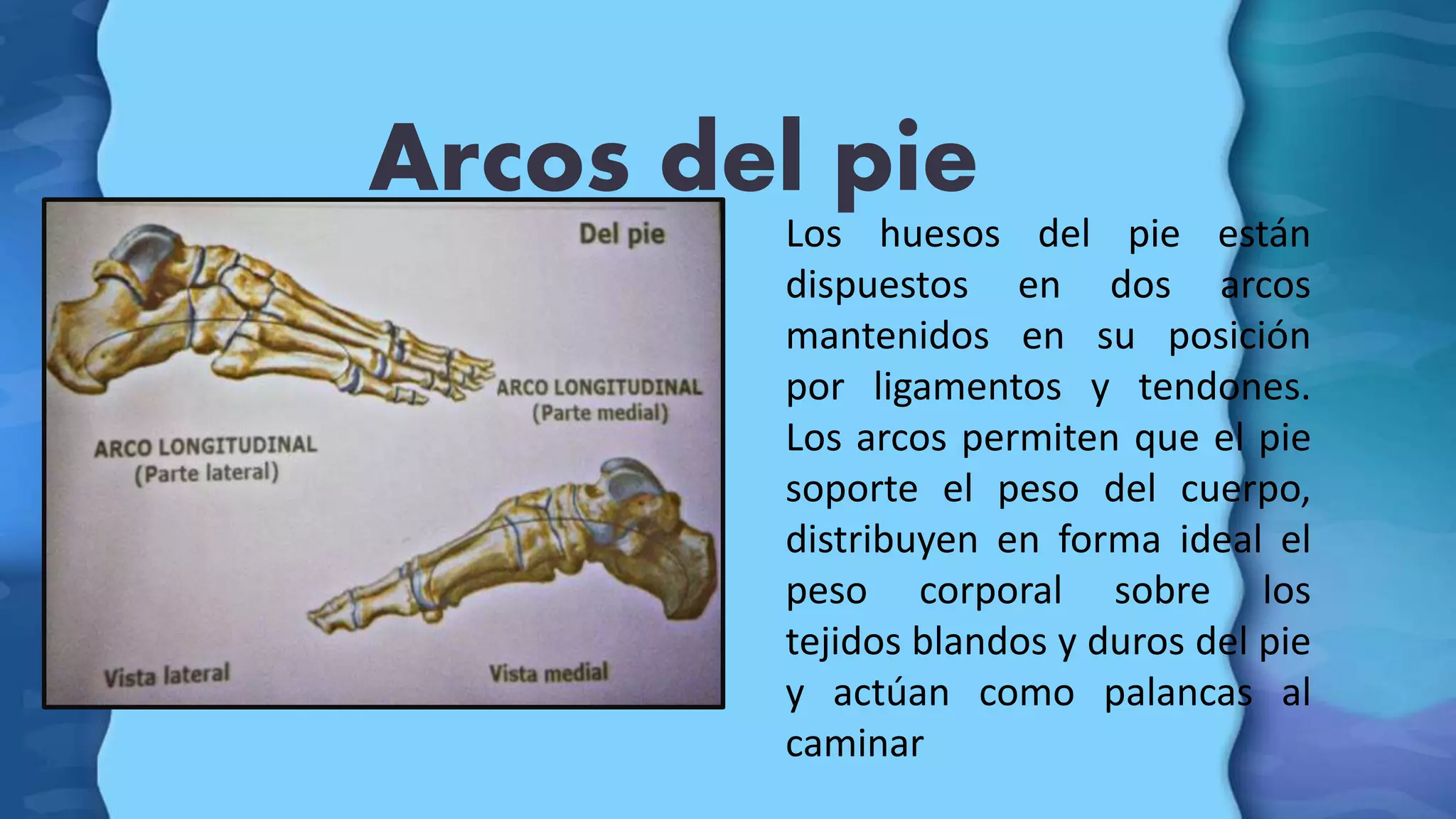 Huesos del pie por Erika Rivera | PPTX